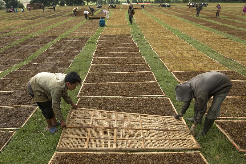 Berkenalan dengan Tembakau Asepan Kebanggaan Warga Boyolali » Boleh Merokok