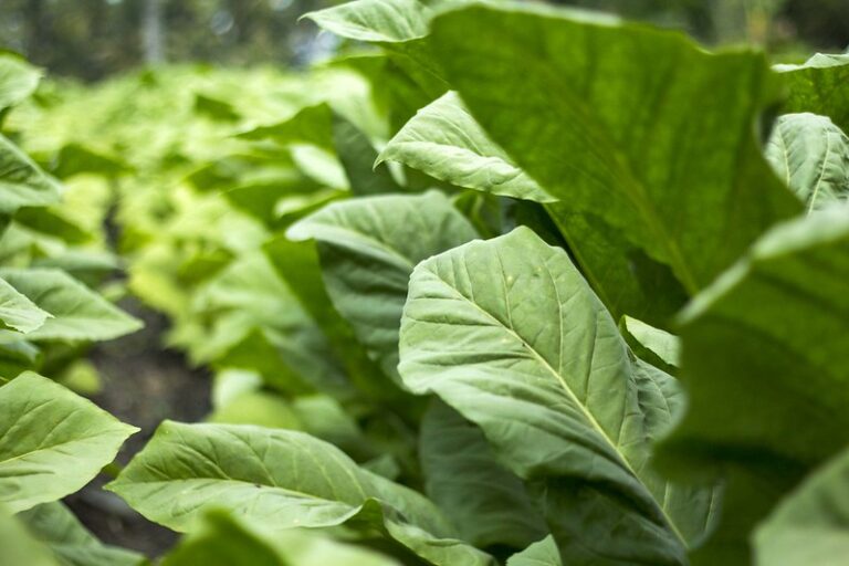 Varietas Tembakau Indonesia: Kekayaan Aroma dan Budaya